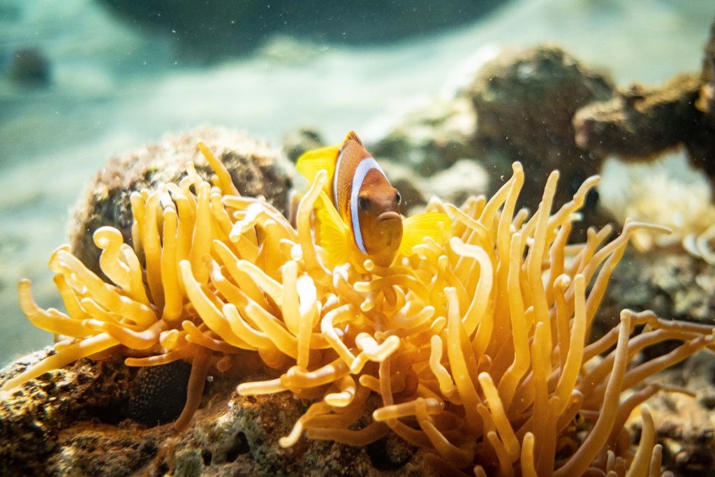 SDG 14-Disappearing Plastic ! Solutum's remarkable innovation